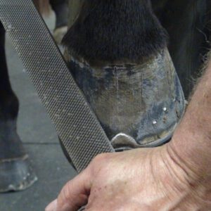The Bellota Prime Finish+ File – Montana Farrier Supply